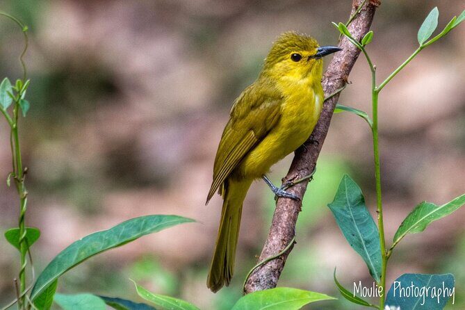 Chennai, Guided Birding And Birding Photo Trip With Spot Scope, 2 to 3 Hours - What’s Included and Why It Matters