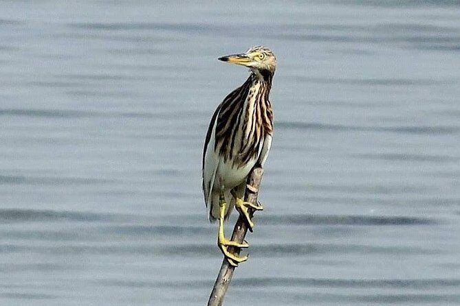 Chennai, Guided Birding And Birding Photo Trip With Spot Scope, 2 to 3 Hours - The Itinerary and What You Can Expect