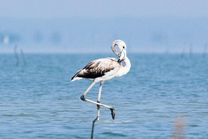 Chennai, Guided Birding And Birding Photo Trip With Spot Scope, 2 to 3 Hours - What the Reviewers Say