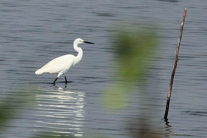 Chennai, Guided Birding And Birding Photo Trip With Spot Scope, 2 to 3 Hours - Practical Details: Transportation, Timing, and Booking