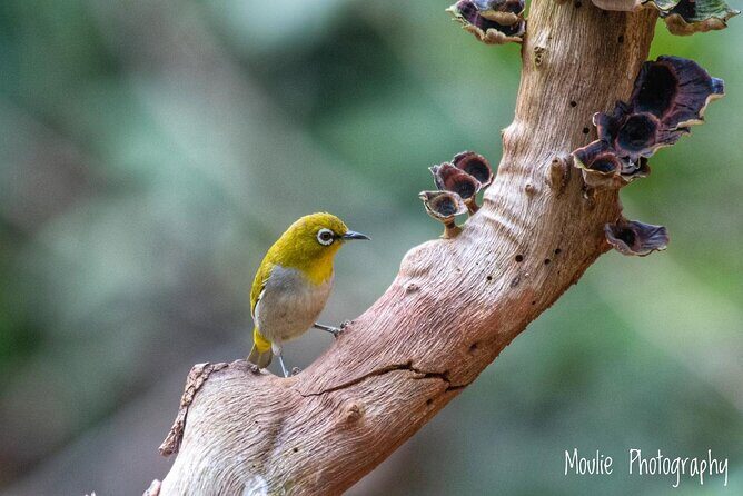 Chennai, Guided Birding And Birding Photo Trip With Spot Scope, 2 to 3 Hours - Is This Tour Worth It?