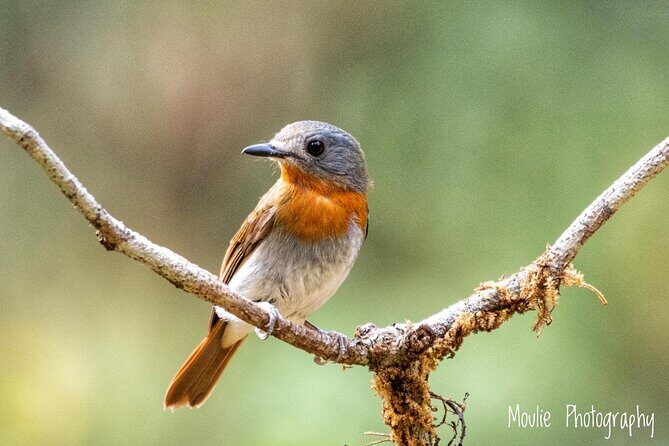 Chennai, Guided Birding And Birding Photo Trip With Spot Scope, 2 to 3 Hours - Who Will Enjoy This?