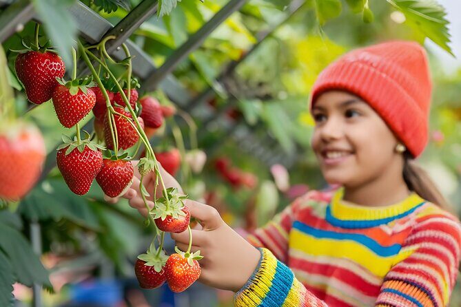 Cheongyang Alps Village Tour with Activity and Strawberry Picking - What to Expect at each Stop