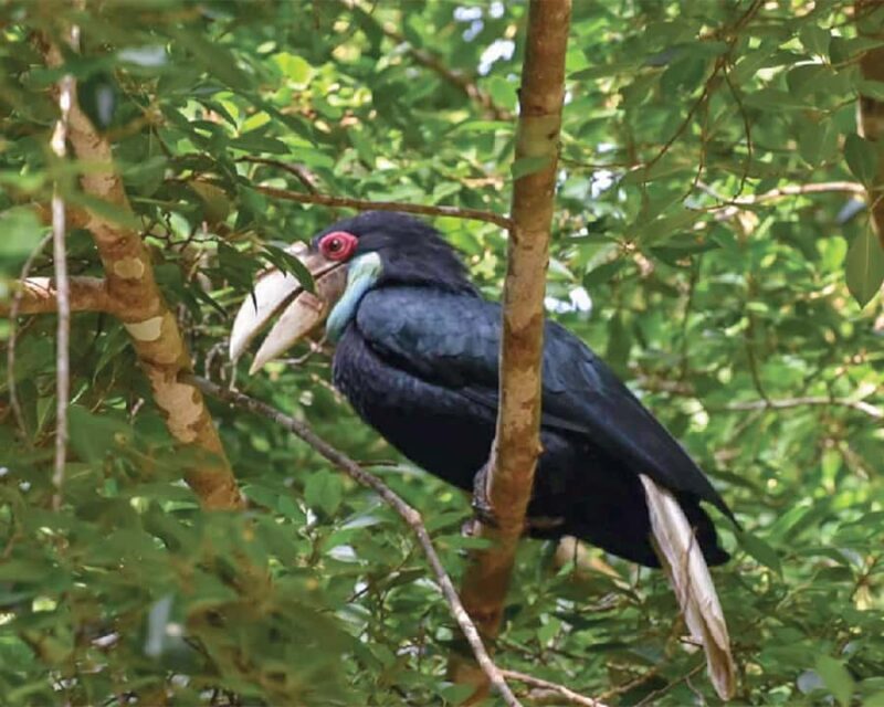 Cheow Larn Lake - Hiking - Cave Explore - Wildlife Safari - FAQs