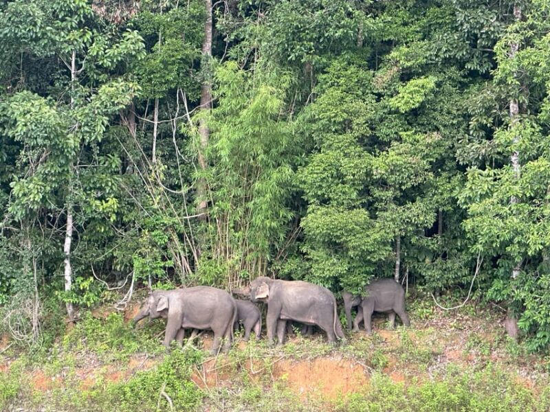 Cheow Larn Lake - Hiking - Cave Explore - Wildlife Safari - Final Words