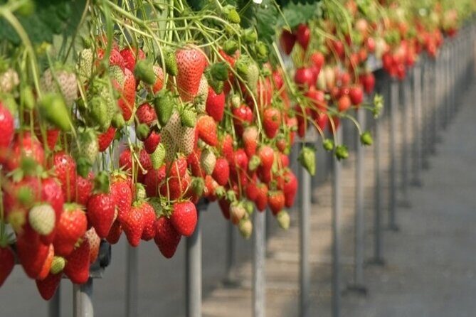 Cherry Blossom Buddha and Mt.Yoshino with Strawberry Picking Tour - Final Thoughts