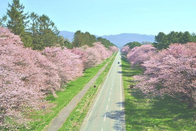 Cherry Blossom Experience including Shizunai Nijukken Road - Key Points