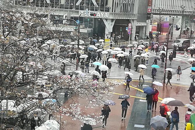 Cherry Blossom highlights, Asakusa, Ueno & Meiji shrine - Final Thoughts