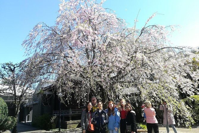 Cherry blossom highlights, Asakusa, Ueno, Yanaka - Cherry blossom highlights, Asakusa, Ueno, Yanaka — a balanced look at a Tokyo tour