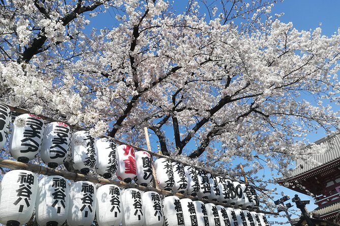 Cherry blossom highlights, Asakusa, Ueno, Yanaka - Key Points