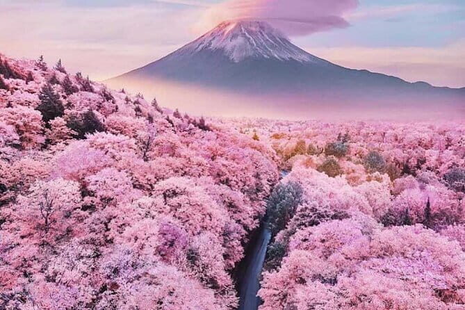 Cherry Blossom Mount Fuji Customizable Luxury vehicle Guided Tour - Key Points