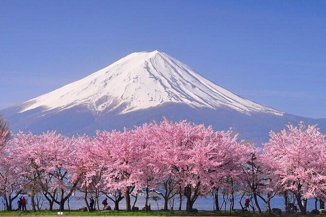Cherry Blossom Mount Fuji Customizable Luxury vehicle Guided Tour - An In-Depth Look at the Tour