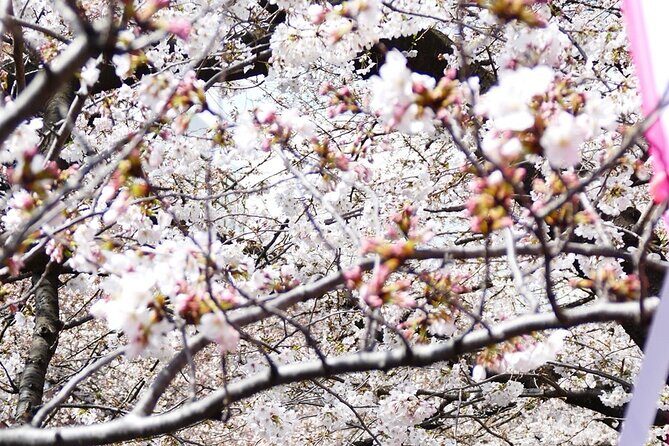 Cherry Blossom Private Tour - What to Expect from the Cherry Blossom Private Tour