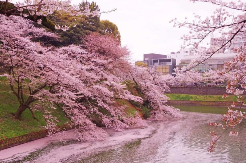 Cherry Blossom Seasonal Special: Classic Tokyo Day Tour - Key Points