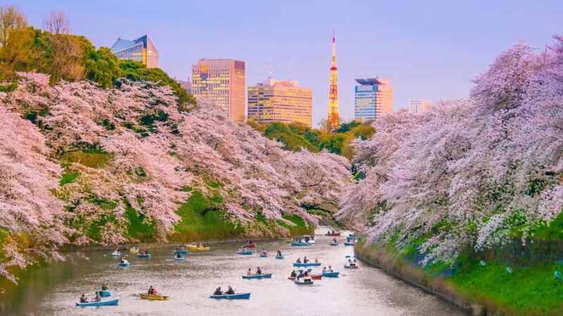 Cherry Blossom Seasonal Special: Classic Tokyo Day Tour - An Overview of the Tour Experience