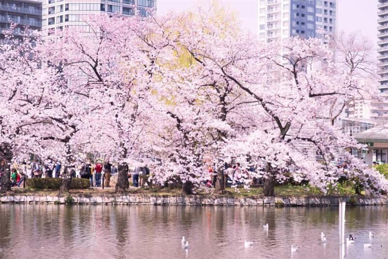 Cherry Blossom Seasonal Special: Classic Tokyo Day Tour - Transportation, Group Size, and Value