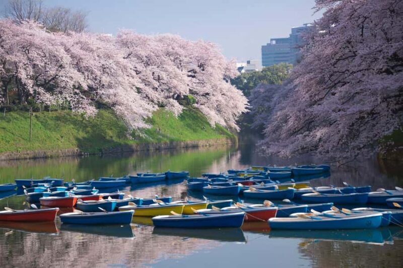Cherry Blossom Seasonal Special: Classic Tokyo Day Tour - Final Thoughts