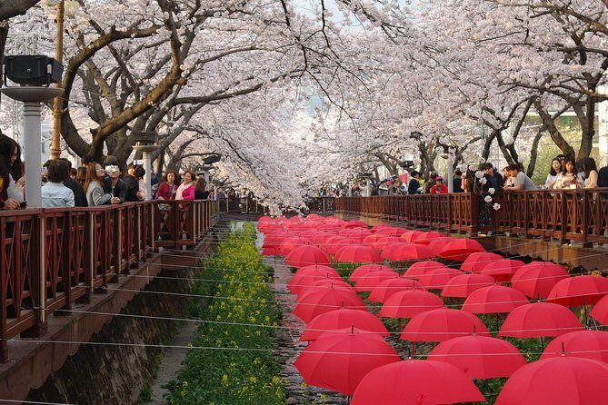 Cherry blossom tour in Busan and Jinhae from Busan - Visiting Busan’s Gamcheon Culture Village