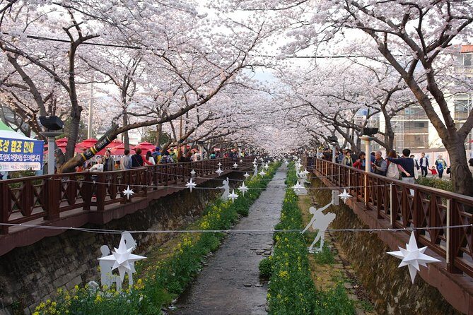 Cherry blossom tour in Busan and Jinhae from Busan - Strolling Dalmaji-gil Road by Haeundae