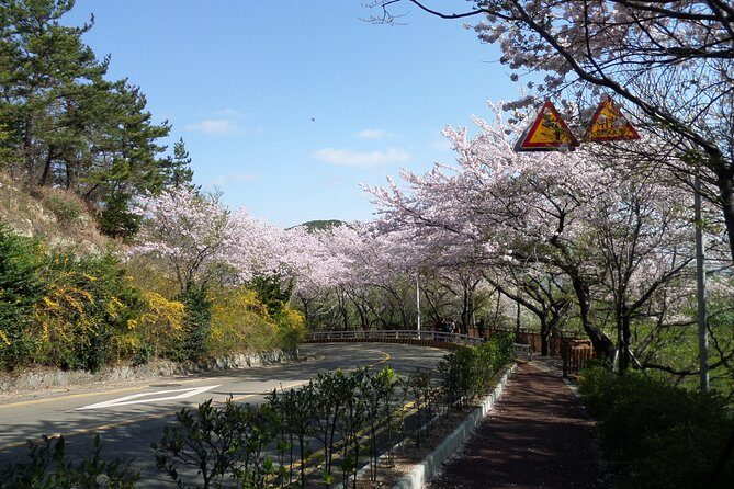 Cherry blossom tour in Busan and Jinhae from Busan - What’s Included and What to Expect