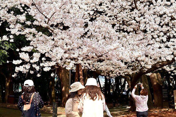 Cherry Blossom Tour in East Jeju Island & Women Divers Show - Final Thoughts: Who Will Love This Tour?