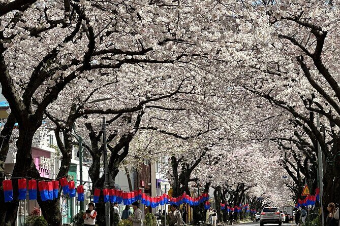 Cherry Blossom Tour in East Jeju Island & Women Divers Show - FAQ