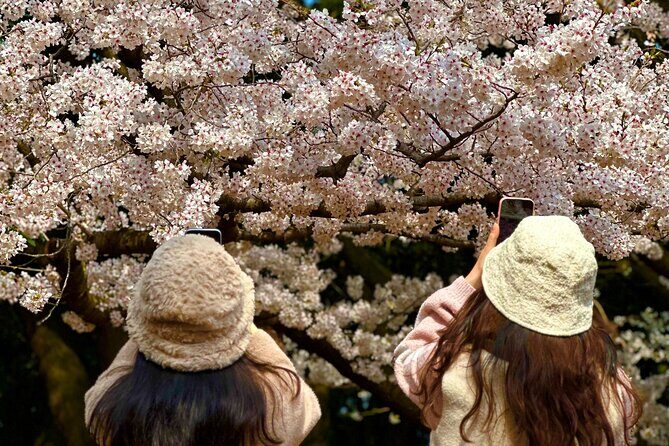 Cherry Blossom Tour in South Jeju Island & Tangerine Cafe - Introducing the Cherry Blossom Tour in South Jeju Island & Tangerine Cafe