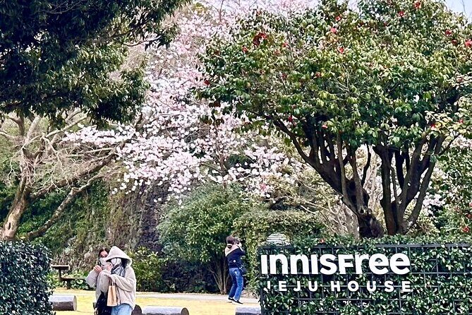 Cherry Blossom Tour in South Jeju Island & Tangerine Cafe - The Sum Up