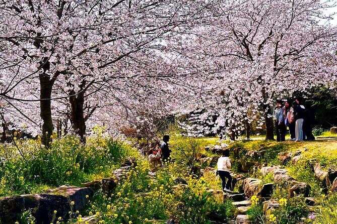 Cherry Blossom Tour in South Jeju Island & Tangerine Cafe - Frequently Asked Questions