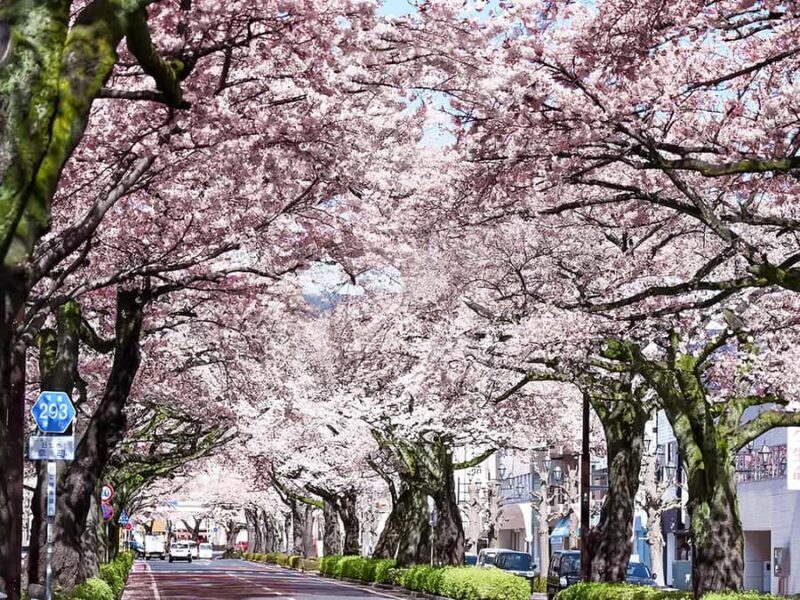 Cherry Blossom Tunnel & Sea: A Spring Day Tour of Ibaraki - A Practical Guide to the Ibaraki Spring Trip