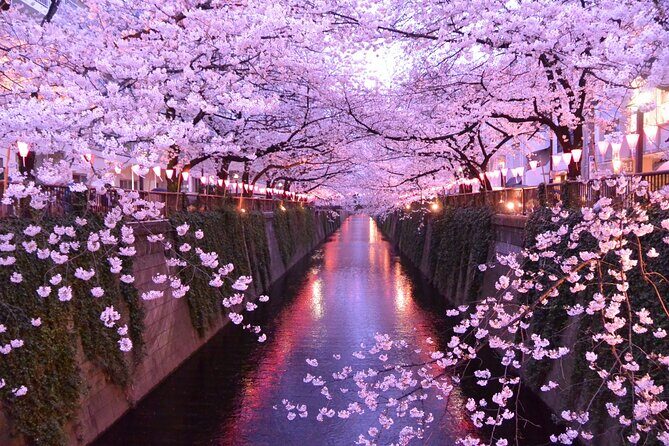 Cherry Blossom Viewing Tour at Meguro River with Authentic meal - A Detailed Look at the Cherry Blossom Viewing Tour at Meguro River