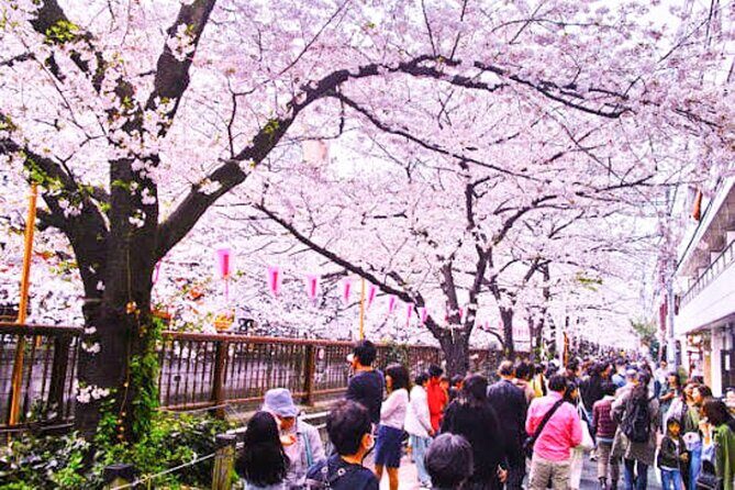 Cherry Blossom Viewing Tour at Meguro River with Authentic meal - FAQ: Your Practical Questions Answered
