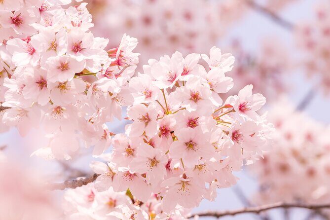 Cherry Blossoms and Strawberry Picking Tour from Tokyo Kawagoe - An Overview of the Tour