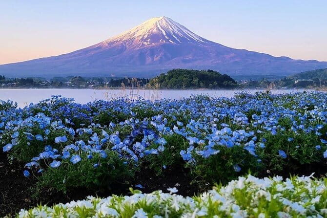 Cherry Blossoms on Mt. Fuji Day Trip with English Speaking Driver - Comprehensive Review of the Cherry Blossoms on Mt. Fuji Day Trip