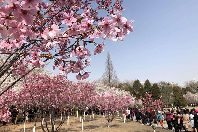 Cherry Blossoms trip in Yuyuantan Park - Key Points