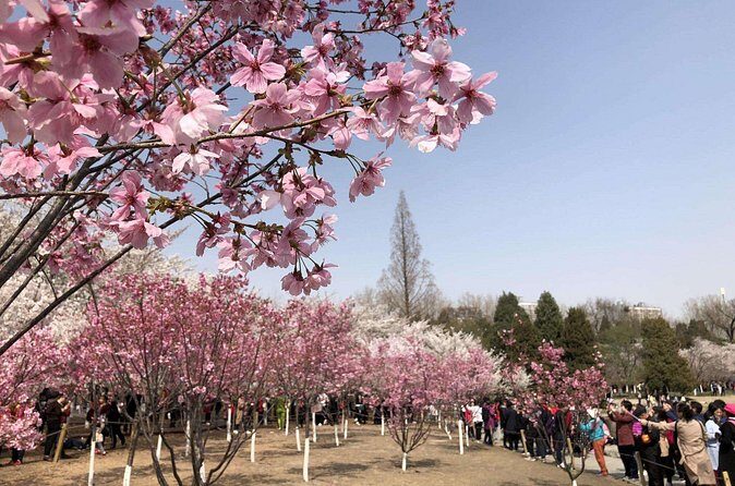 Cherry Blossoms trip in Yuyuantan Park - Authenticity and Local Flavor