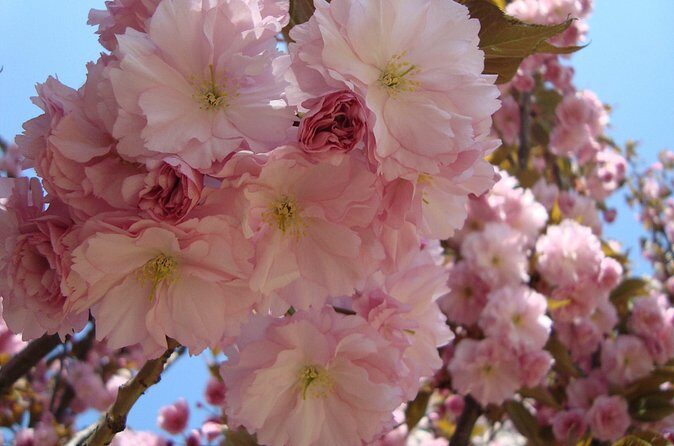 Cherry Blossoms trip in Yuyuantan Park - The Sum Up