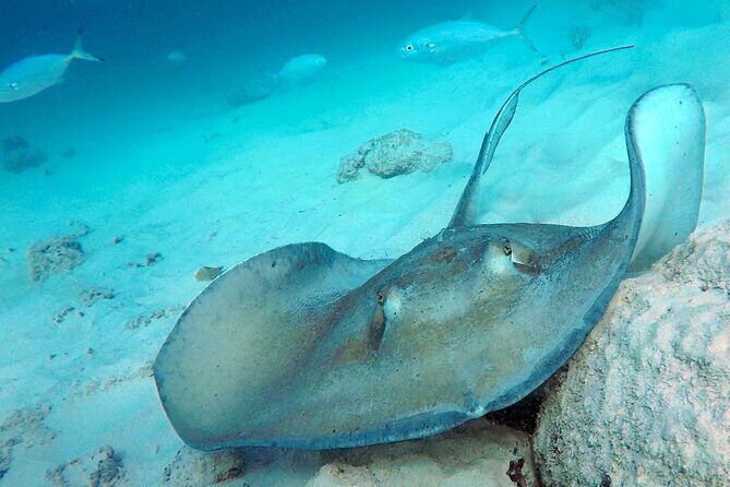 Ches snorkel cruise! turtles & shipwrecks (semi private) - FAQs