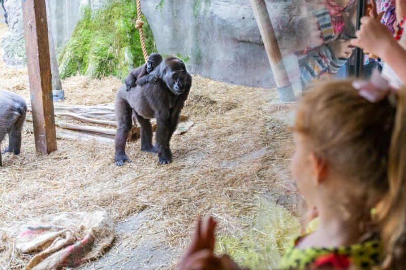 Chessington World of Adventures Resort: Entrance Ticket - The Sum Up