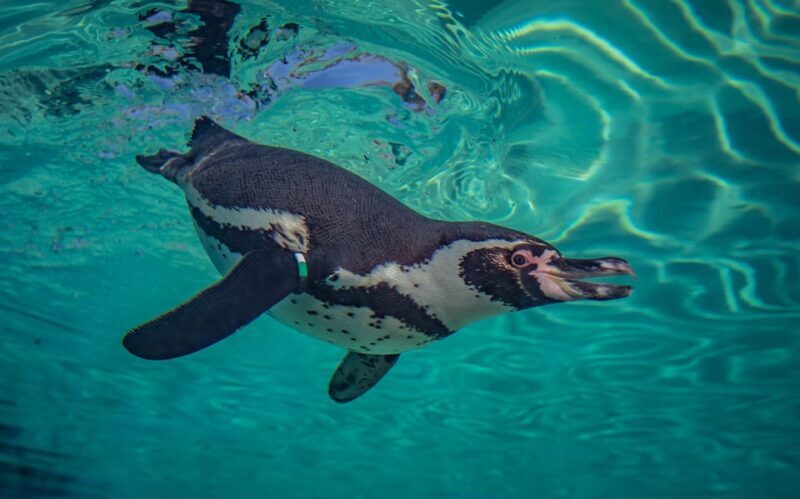Chester: Chester Zoo Entry Ticket - Key Points