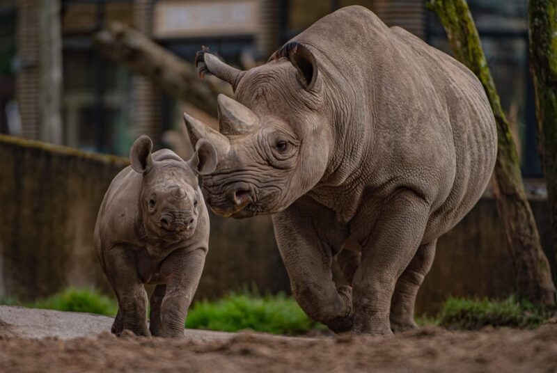 Chester: Chester Zoo Entry Ticket - A Deep Dive into the Chester Zoo Experience