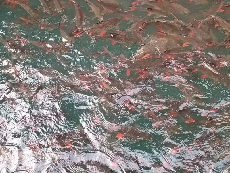 Chewlan Lake Day Trip No Trekking - Relaxation, Swimming, and Kayaking: Connecting with Nature