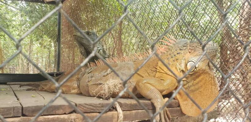 Chi so mountain _ Ta moa zoo_ Bati temple Tour - The Practicalities: What to Expect