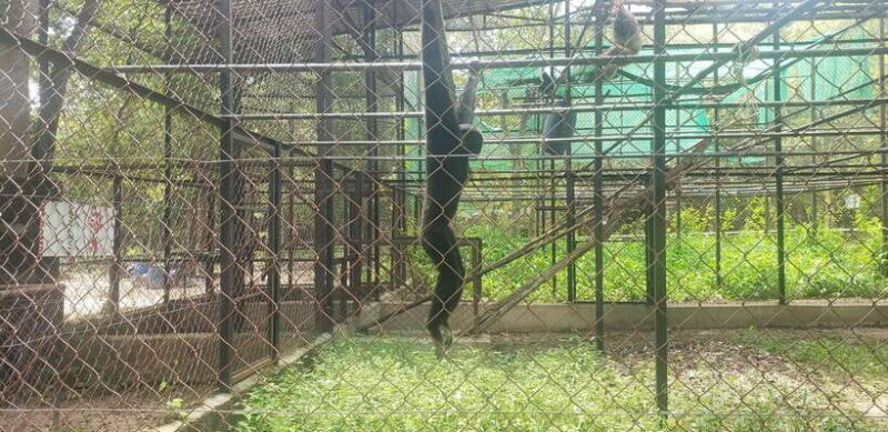 Chi so mountain _ Ta moa zoo_ Bati temple Tour - FAQ