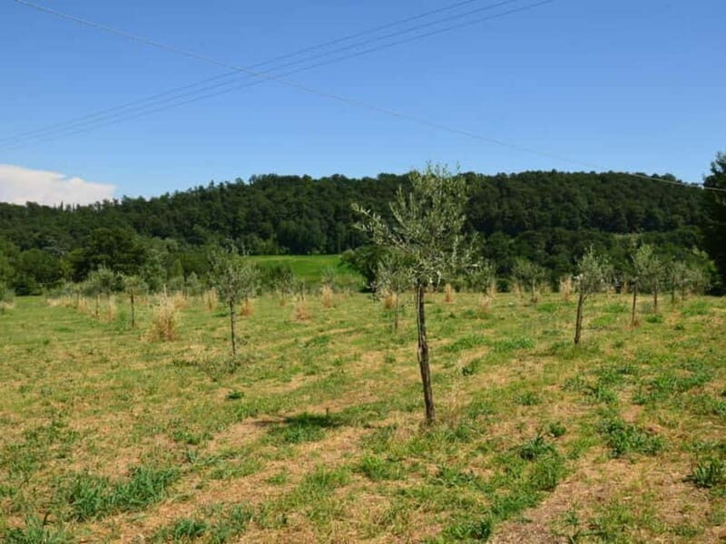 Chianciano: Olive Mill Tour with Oil and Food Tasting - Discovering the Heart of Tuscan Olive Oil