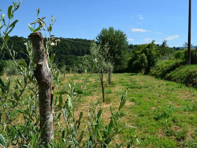 Chianciano: Olive Mill Tour with Oil and Food Tasting - The Shop & Additional Offerings