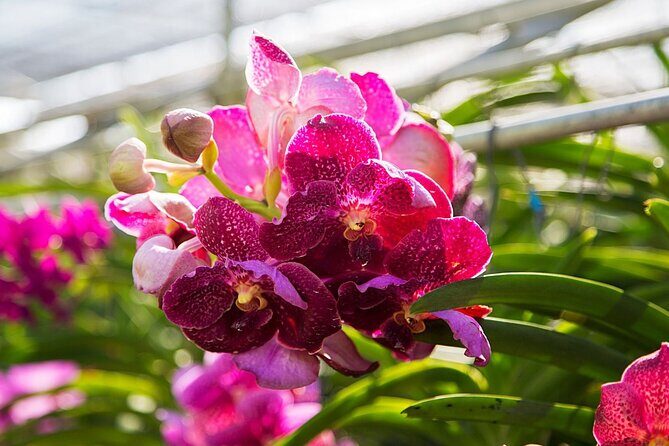 Chiang Dao Cave & 5 Hill Tribe villages - Final Thoughts: Who Should Take This Tour?