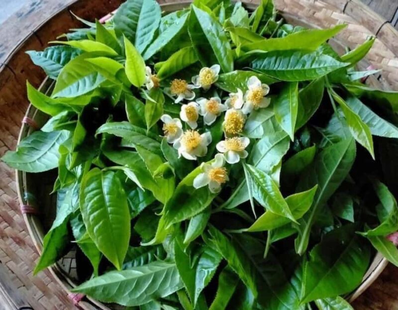 Chiang Dao Trekking & Hidden Village Adventure - Cultural Encounters in Ban Mae Maeh