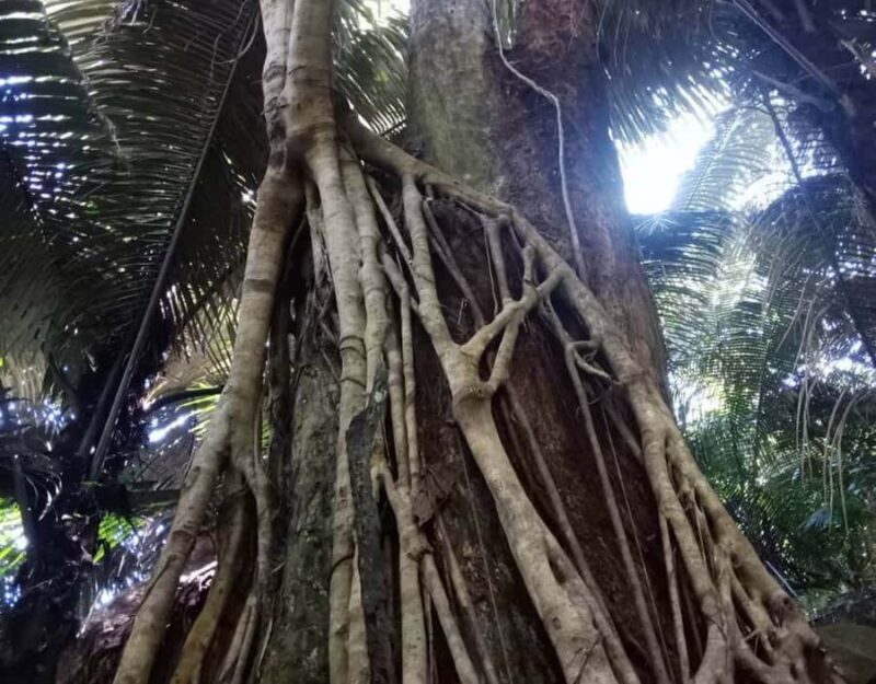 Chiang Dao Trekking & Hidden Village Adventure - Staying in a Homestay: Comfort in the Heart of Nature