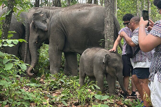 Chiang Mai 1 Day: Elephant Sanctuary, Waterfall & Bamboo Rafting - Introduction: A Balanced Look at Chiang Mai’s Day Tour